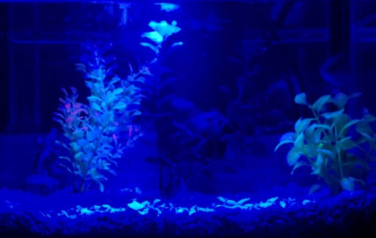 Can I leave Blue Light on in the fish tank? Does it Affect Their Sleep?
