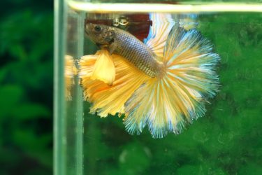 Do Betta Fish Have Teeth and Can They Bite? (Complete Guide)
