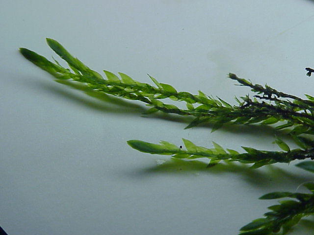 12 Aquarium Plants That Don't Need CO2 (Easy to Care)