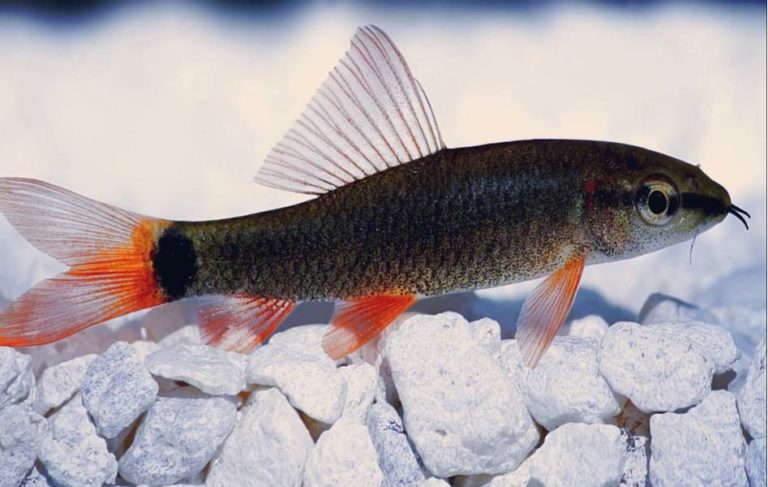 How Many Glofish in a 10-Gallon Tank?