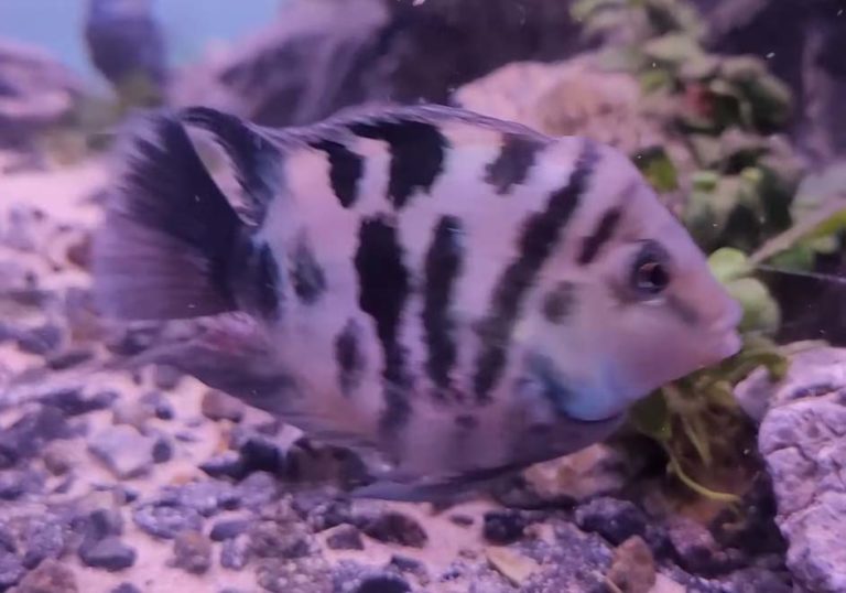 Polar Blue Parrot Cichlid: Tank Setup, Caring, Feeding & Breeding Guide