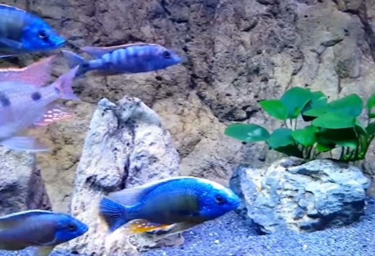Red Empress Cichlid: Caring, Tank Set-up, Diet And Breeding Guide