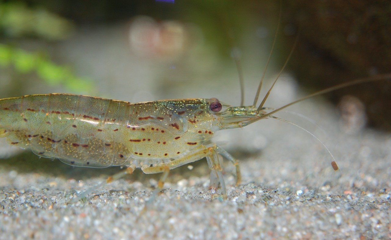 15 Best Algae Eater for 10 Gallon Tank: Fishes & Snails that Eat Algae ...