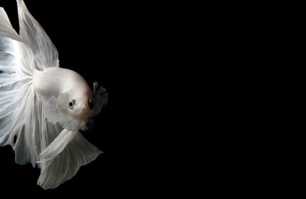 Betta Pooping: Things You Should Know - The Aquarium Guide