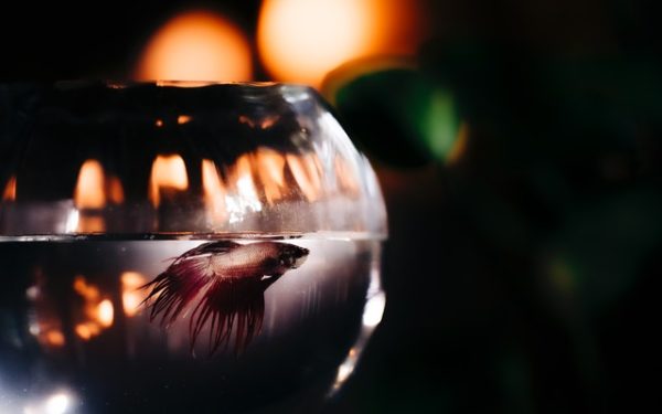 Betta Pooping: Things You Should Know - The Aquarium Guide