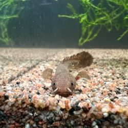 Bichir: Full Care Guide, Breeding, Tank Size & Disease