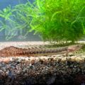 Bichir: Full Care Guide, Breeding, Tank Size & Disease