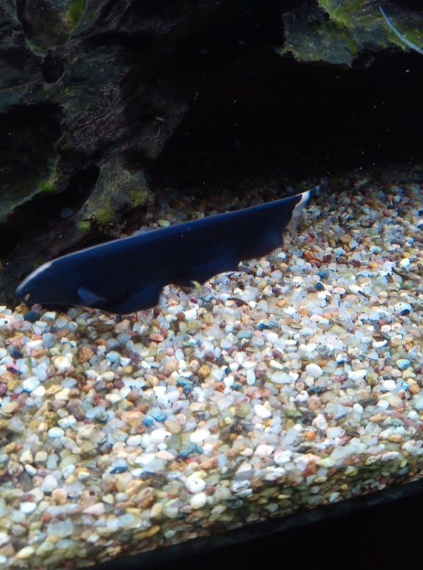 Black Ghost Knife Fish Care Guide: Breeding, Disease, Diet