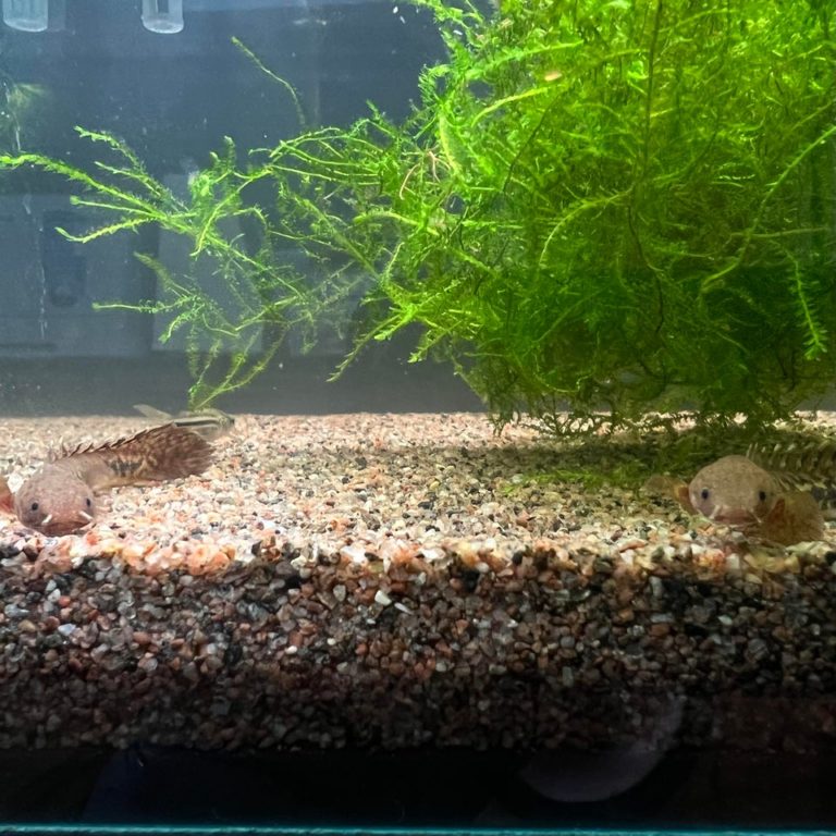 Bichir: Full Care Guide, Breeding, Tank Size & Disease