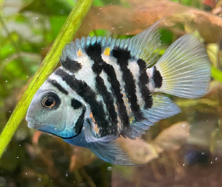 Convict Cichlid: The Complete Guide To Appearance, Care, Breeding, Tank ...