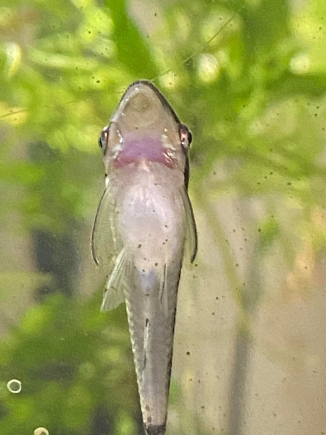 Otocinclus Catfish - Complete Guide To Care, Breeding, Tank Size, And ...