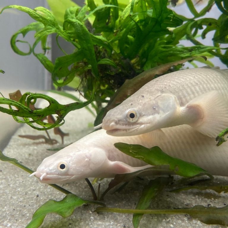 Bichir: Full Care Guide, Breeding, Tank Size & Disease