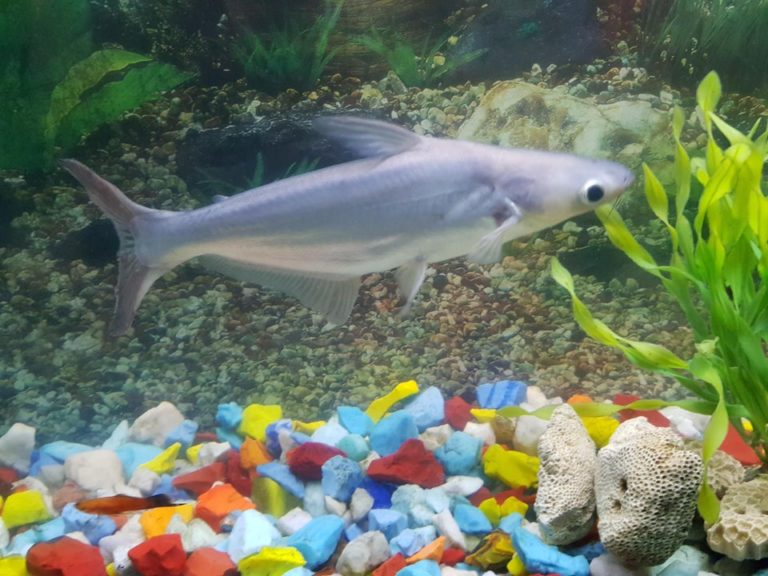 Iridescent Shark: Care Guide, Breeding, Tank Size, & Disease