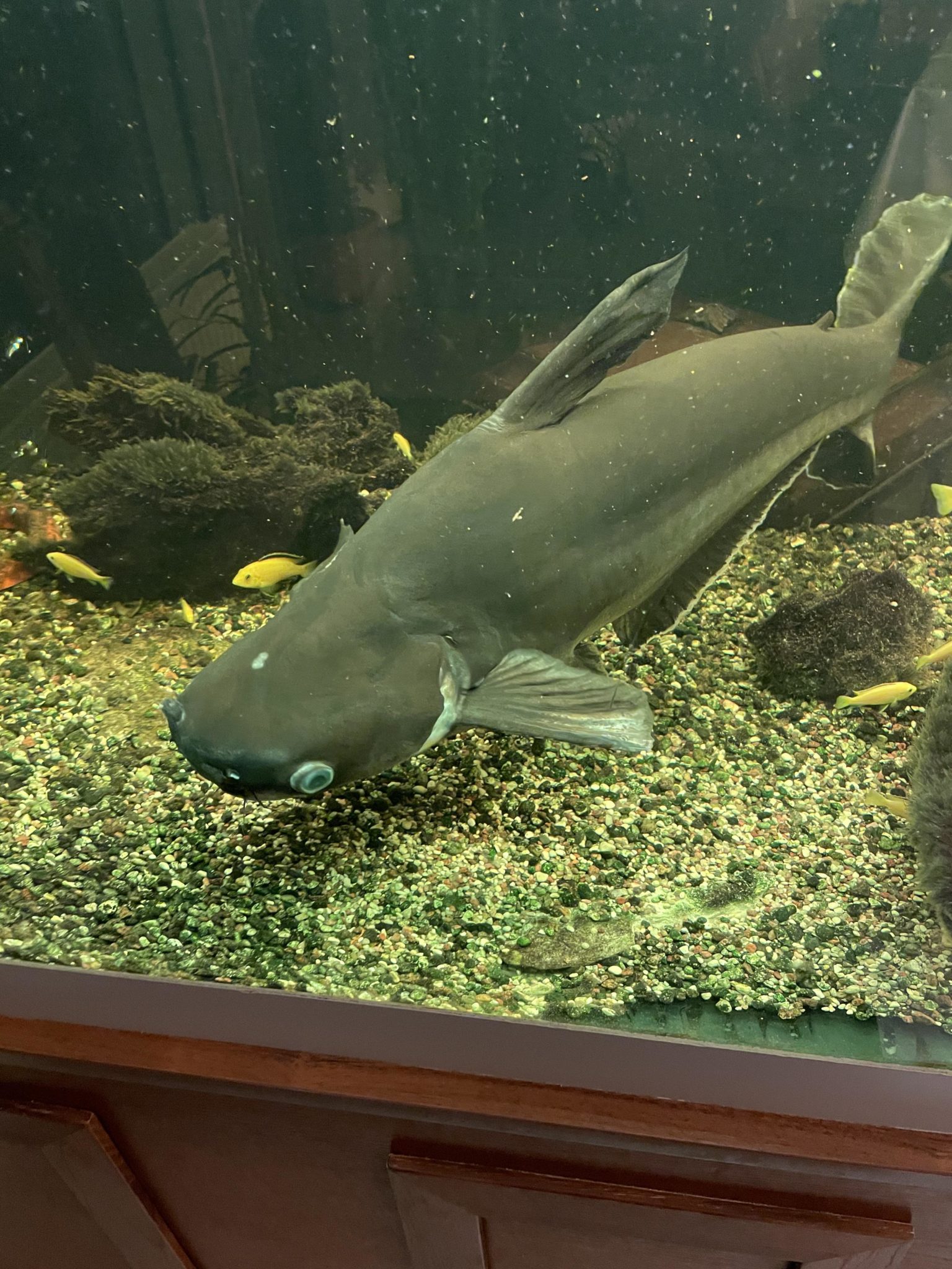 Iridescent Shark: Care Guide, Breeding, Tank Size, & Disease