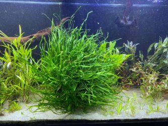 Java Fern: How to Grow and Maintain (Complete Guide)