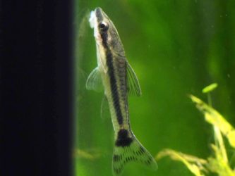 Otocinclus Catfish - Complete Guide To Care, Breeding, Tank Size, And ...