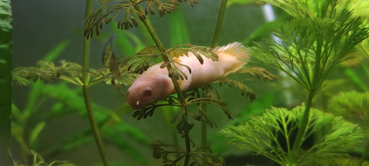 Bichir: Full Care Guide, Breeding, Tank Size & Disease