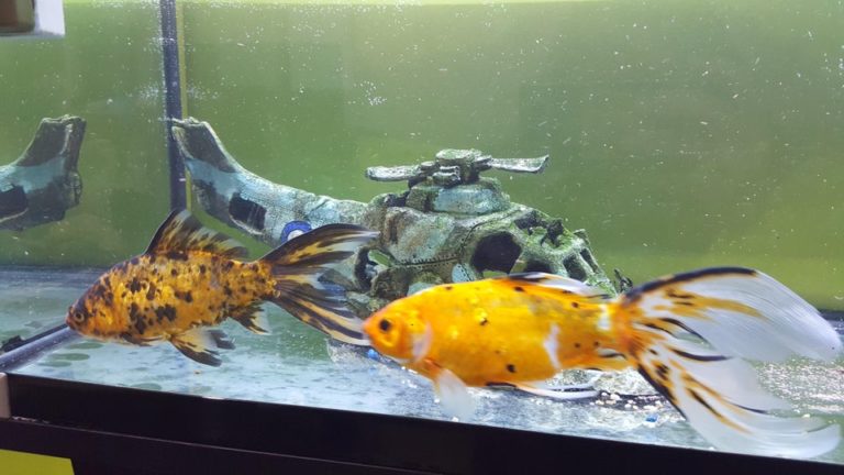 Shubunkin Goldfish Care: Diet, Breeding, Tank Size, Health, And Other ...