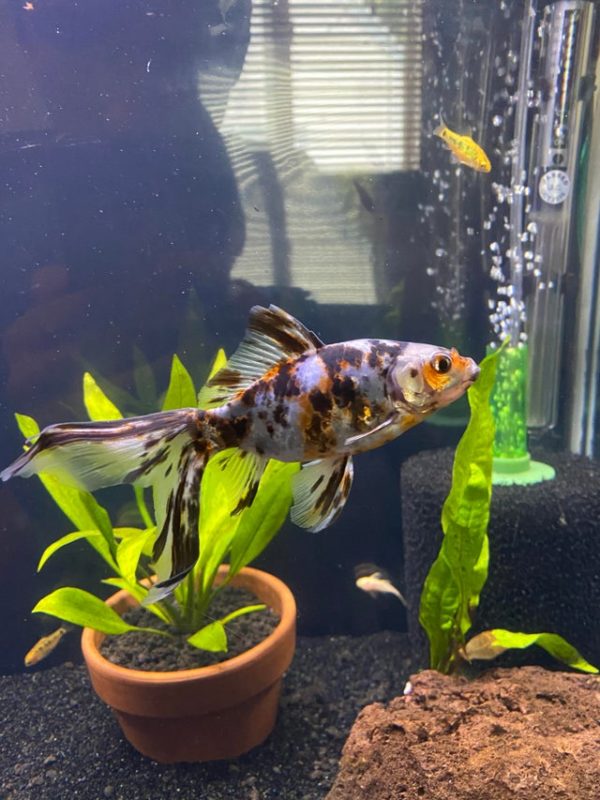 Shubunkin Goldfish Care: Diet, Breeding, Tank Size, Health, And Other ...