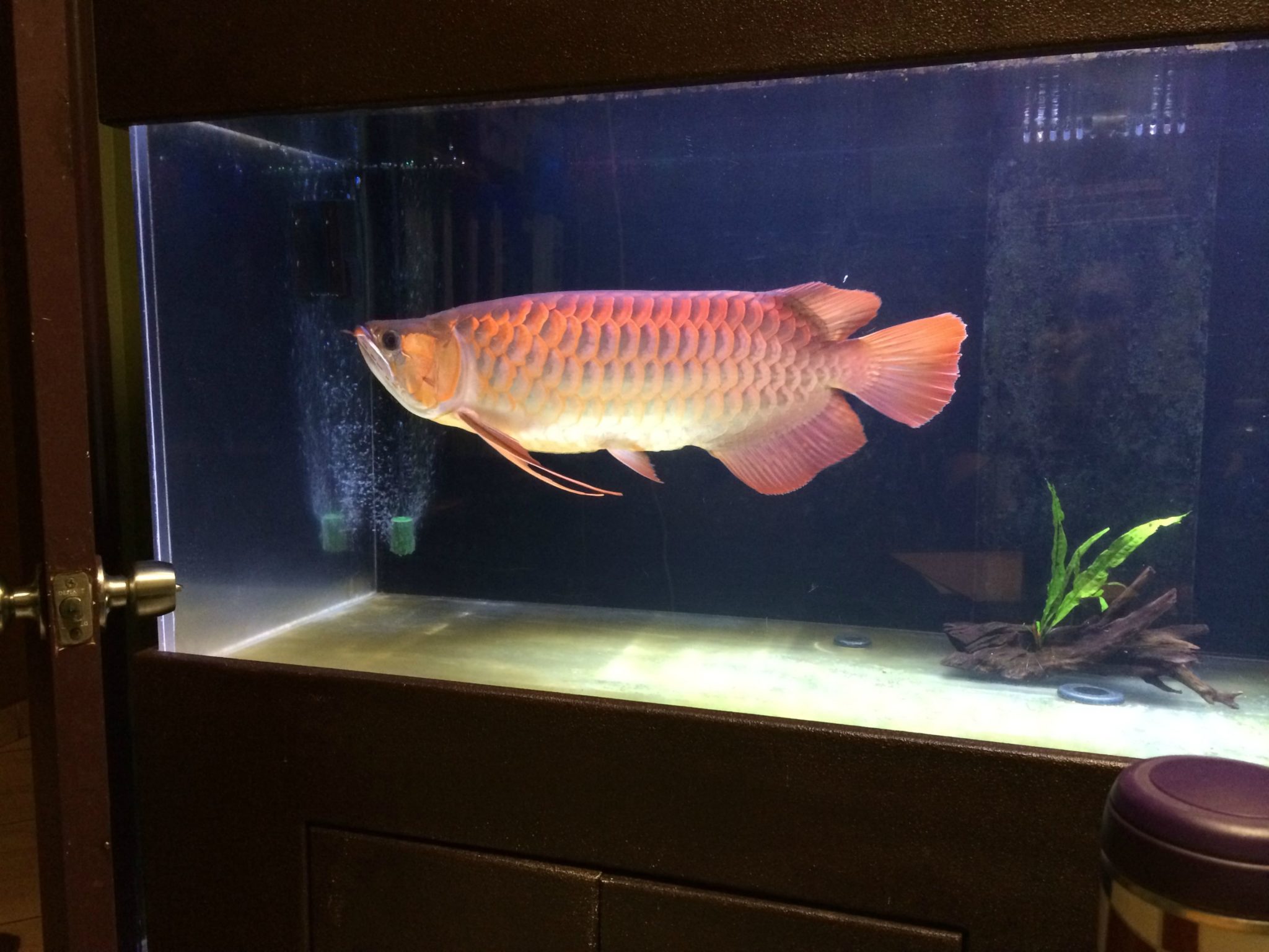 Silver Arowana Care: Diet, Health, Tank Setup, and Diseases