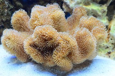 10 Best Frag Tanks & Tips on Setting Up & Coral Fragging [2024 ]