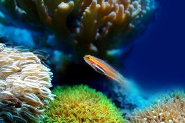 10 Best Frag Tanks & Tips on Setting Up & Coral Fragging [2024 ]