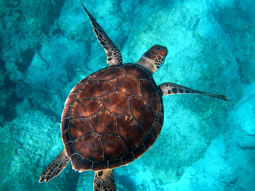 Do Turtles Have Fins - Everything You Need To Know - The Aquarium Guide