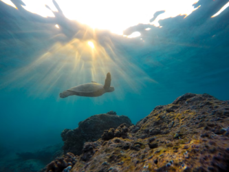 Do Turtles Have Fins - Everything You Need To Know - The Aquarium Guide