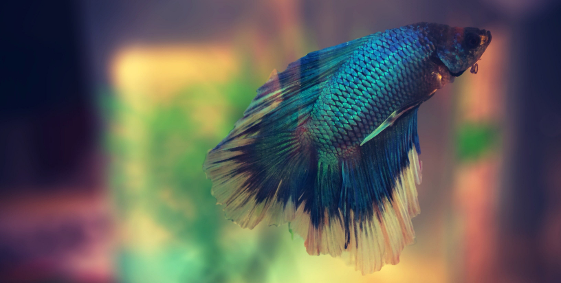 Swim Bladder Disease in Betta: Symptoms, Causes, and Prevention - The ...