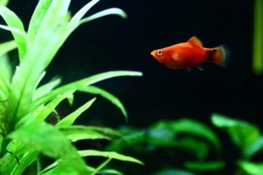 Male vs. Female Platy - Differences Discussed in Detail - The Aquarium ...