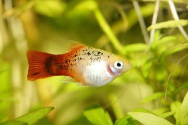 Male vs. Female Platy - Differences Discussed in Detail - The Aquarium ...