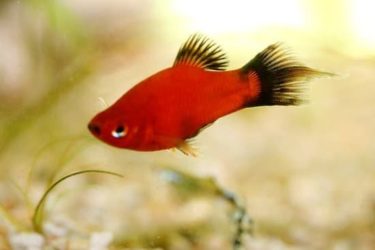 Male vs. Female Platy - Differences Discussed in Detail - The Aquarium ...