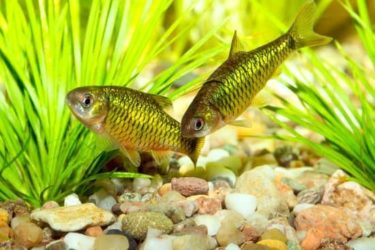 16 Best Fish for 2.5 Gallon Tank - Tips and More - The Aquarium Guide