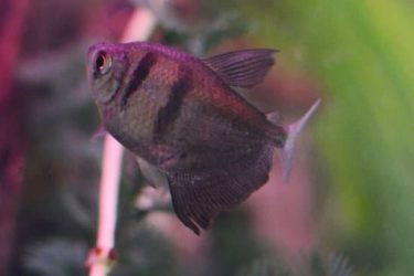 16 Best Fish for 2.5 Gallon Tank - Tips and More - The Aquarium Guide