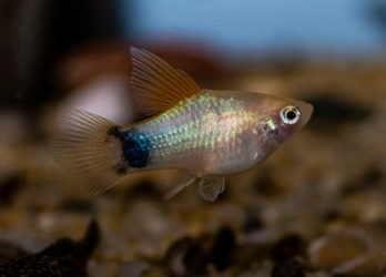 Male vs. Female Platy - Differences Discussed in Detail - The Aquarium ...