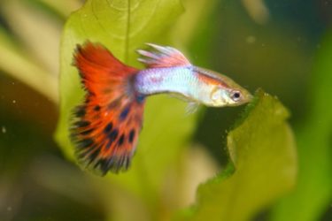 16 Best Fish for 2.5 Gallon Tank - Tips and More - The Aquarium Guide
