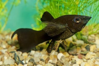 16 Best Fish for 2.5 Gallon Tank - Tips and More - The Aquarium Guide