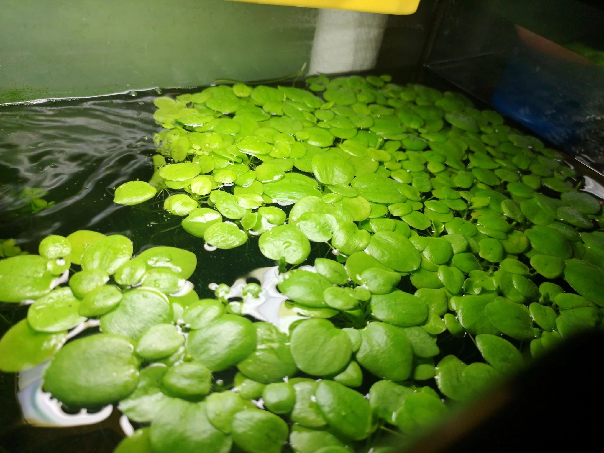 Amazon Frogbit Aquarium Plant Care Guide - Carpet, Floating ...