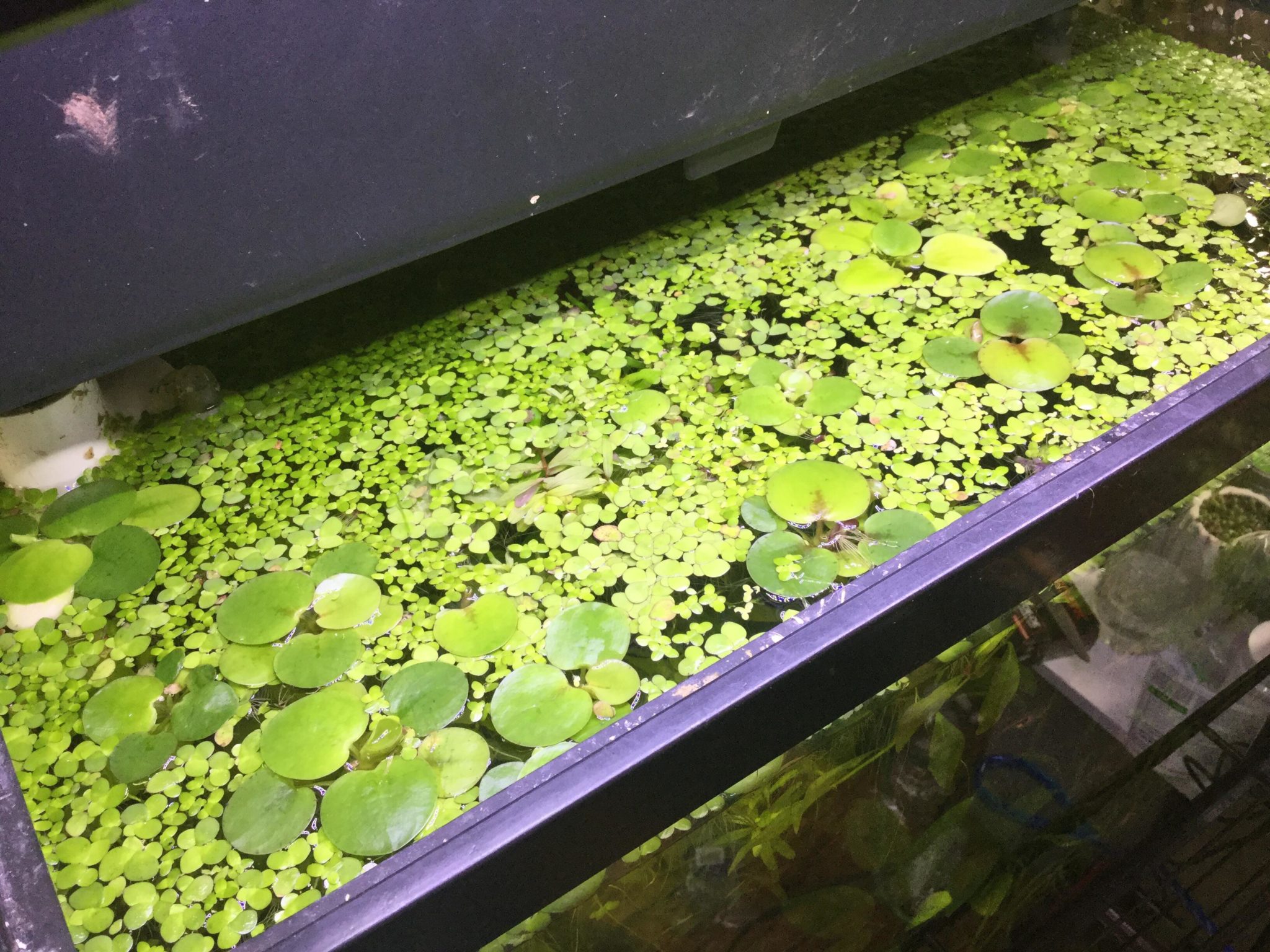 Amazon Frogbit Aquarium Plant Care Guide - Carpet, Floating ...