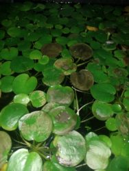 Amazon Frogbit Aquarium Plant Care Guide - Carpet, Floating ...
