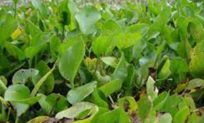 Amazon Frogbit Aquarium Plant Care Guide - Carpet, Floating ...