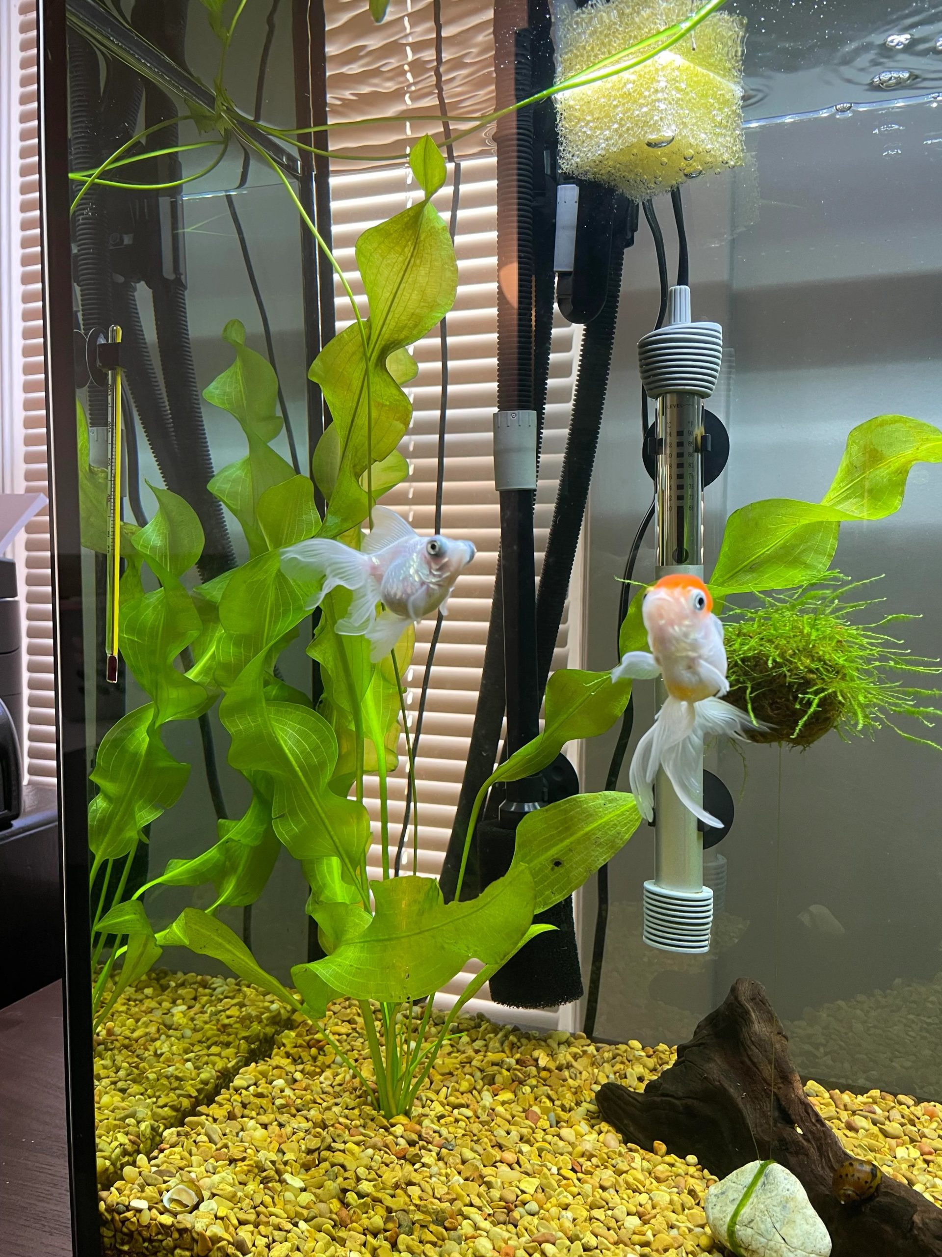 Aponogeton Ulvaceus Plant Care Guide: Carpet, Floating, Propagation ...