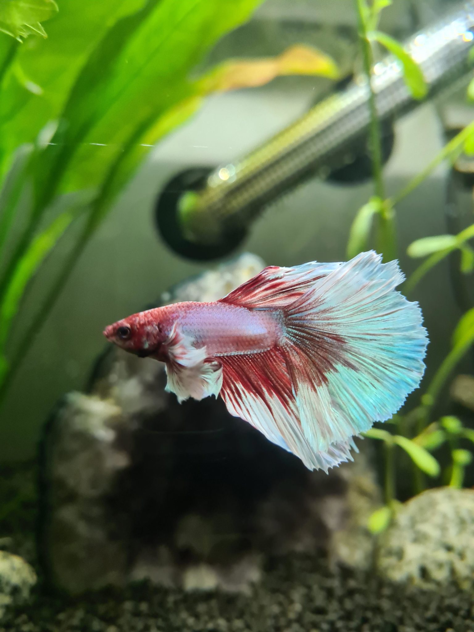 Elephant Ear Betta Care Guide: Diet, Diseases, Tank Set-up and More ...