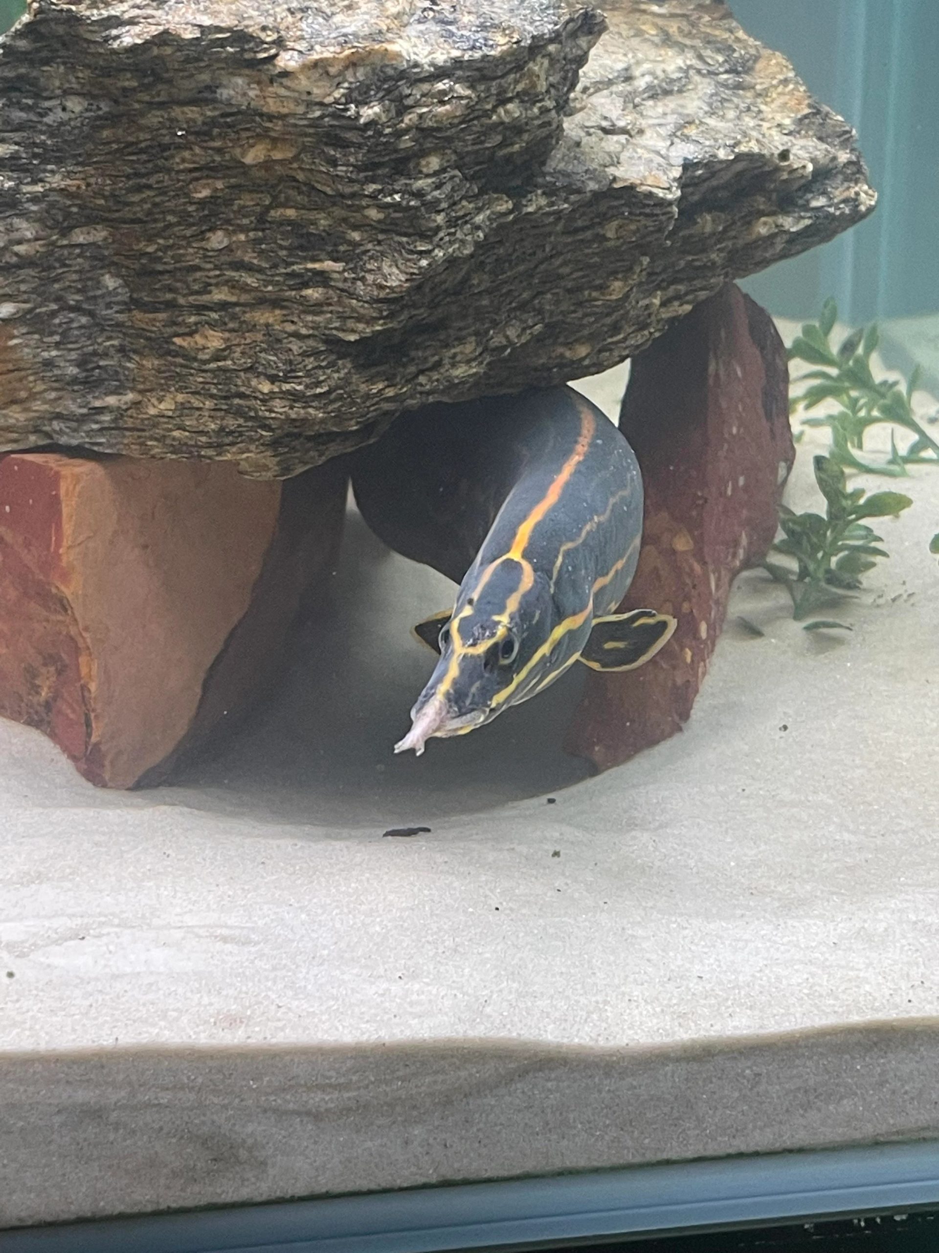 Fire Eel : Natural Care Guide, Breeding, Tank Size and Disease