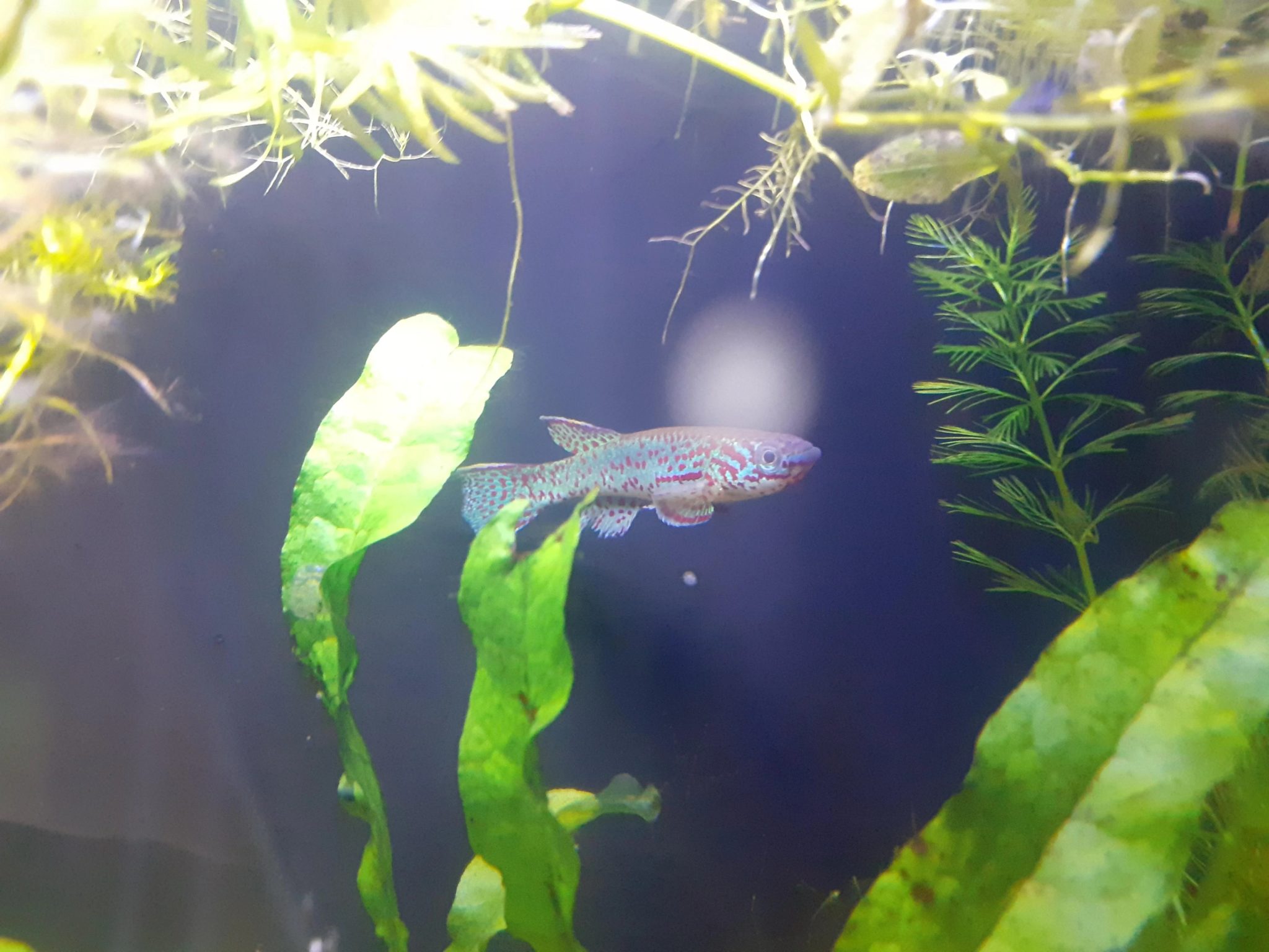 Killifish 101: Care Guide, Breeding, Tank Size, and Disease