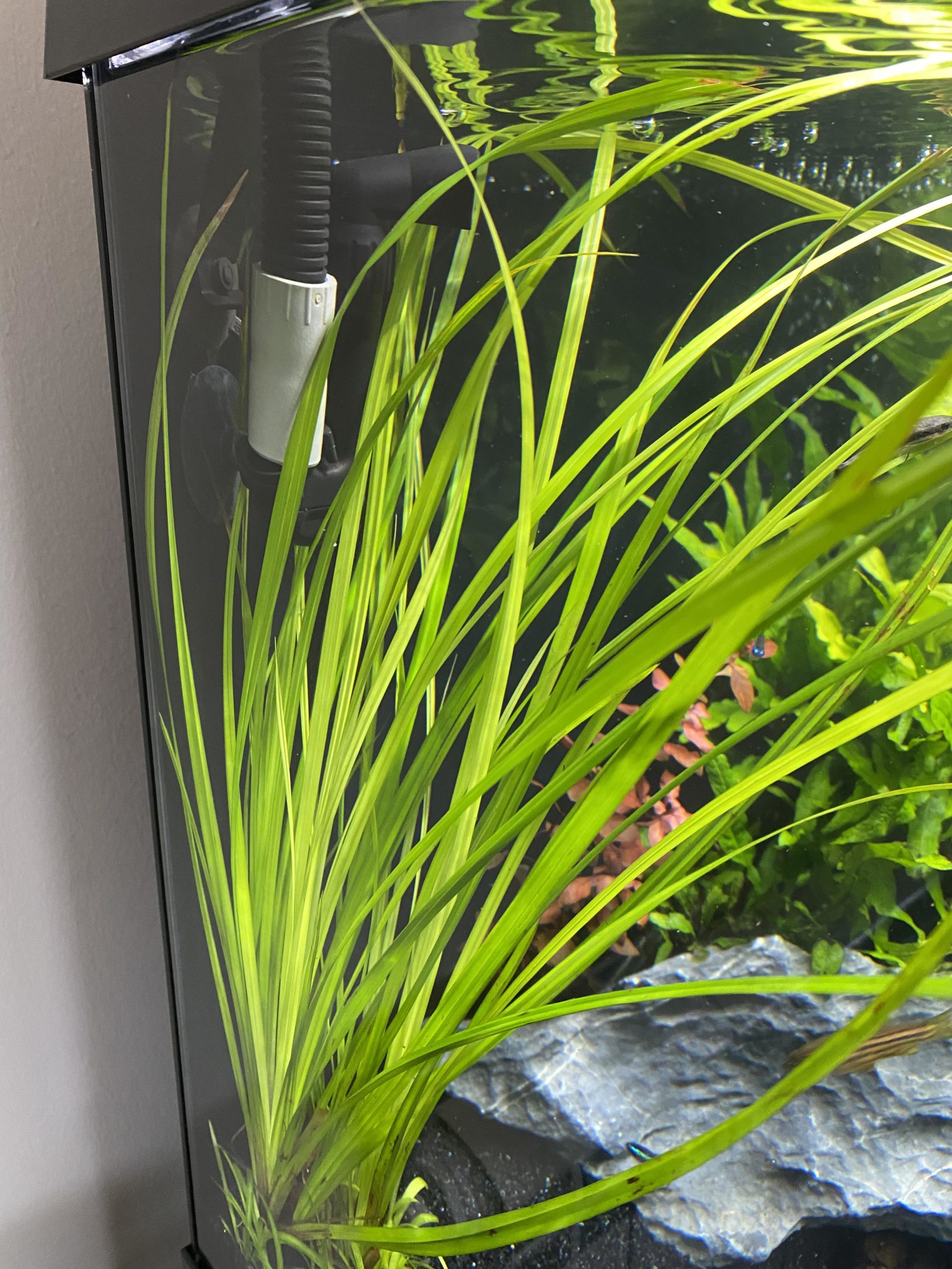 Cyperus Helferi Care Guide - Carpet, Floating, Propagation - The Aquarium Guide