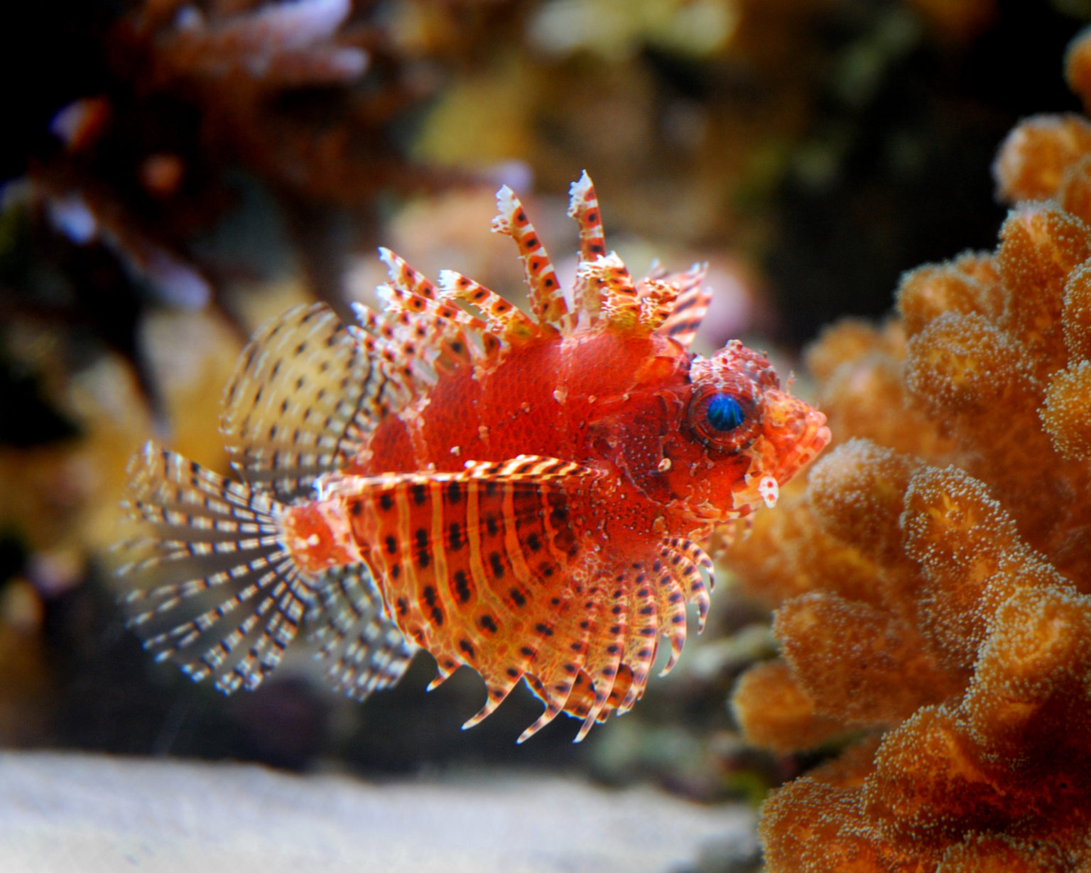 Dwarf Lionfish Care and Breeding Guide - The Aquarium Guide