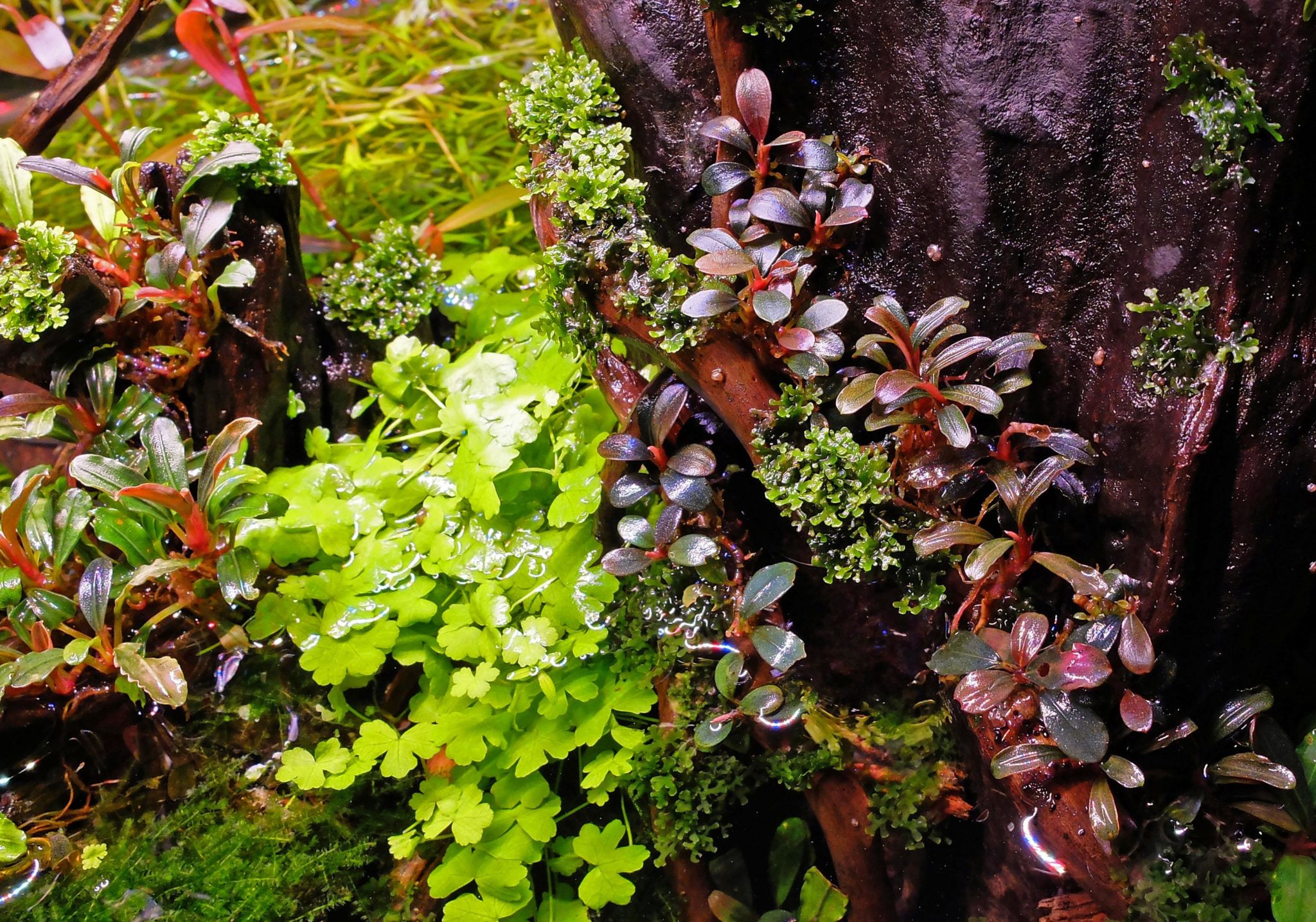 Bucephalandra Care Guide - Carpet, Floating, Propagation - The Aquarium ...