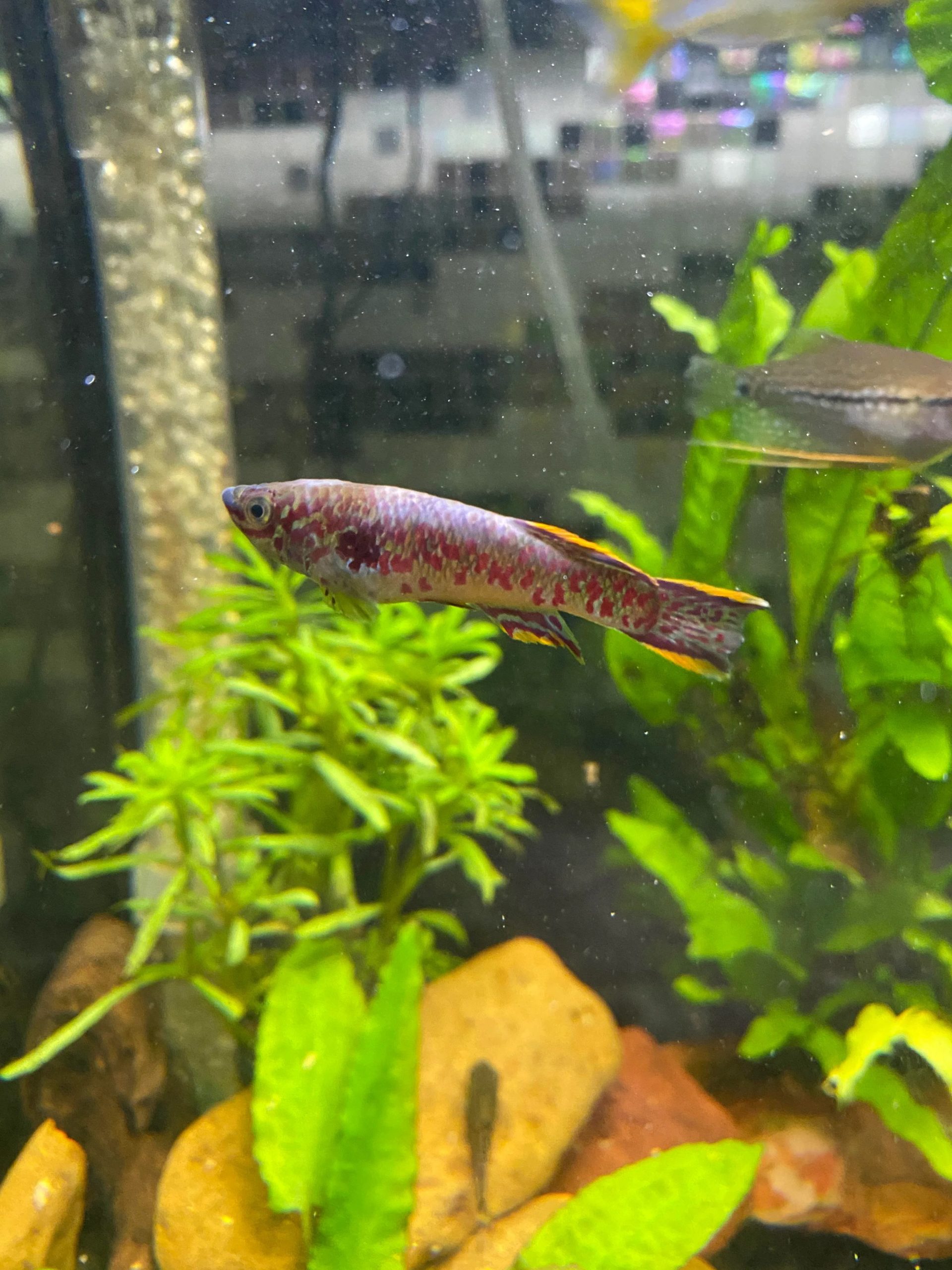 Killifish 101: Care Guide, Breeding, Tank Size, and Disease