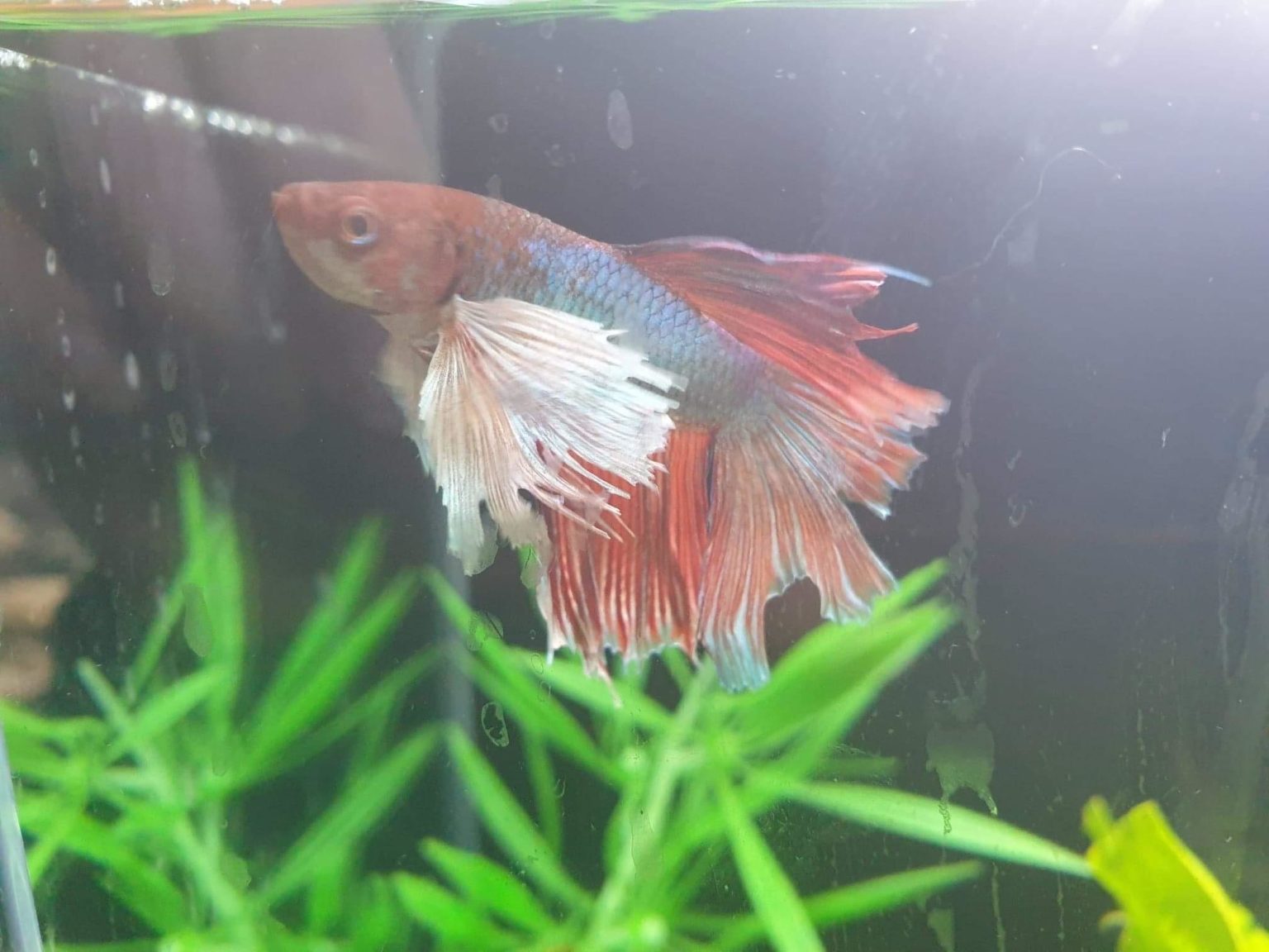 Elephant Ear Betta Care Guide: Diet, Diseases, Tank Set-up and More ...